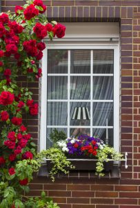 The Best Trailing Plants For Window Boxes ~ Bless My Weeds