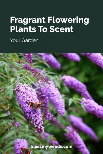 Fragrant Flowering Plants To Scent Your Garden ~ Bless My Weeds