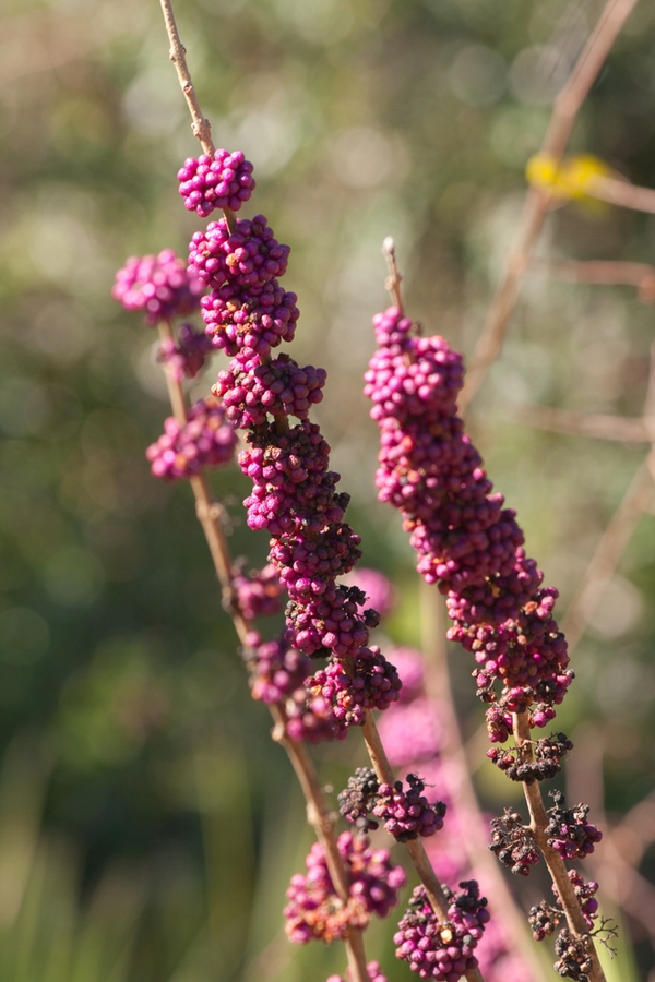 Top 10 Shrubs With Fall Berries To Add To Your Front Yard