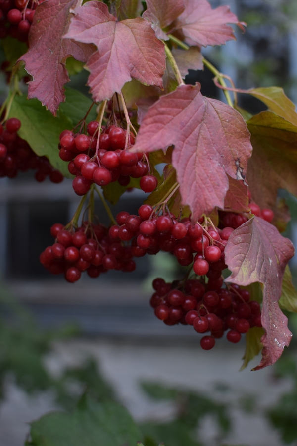 Top 10 Shrubs With Fall Berries To Add To Your Front Yard