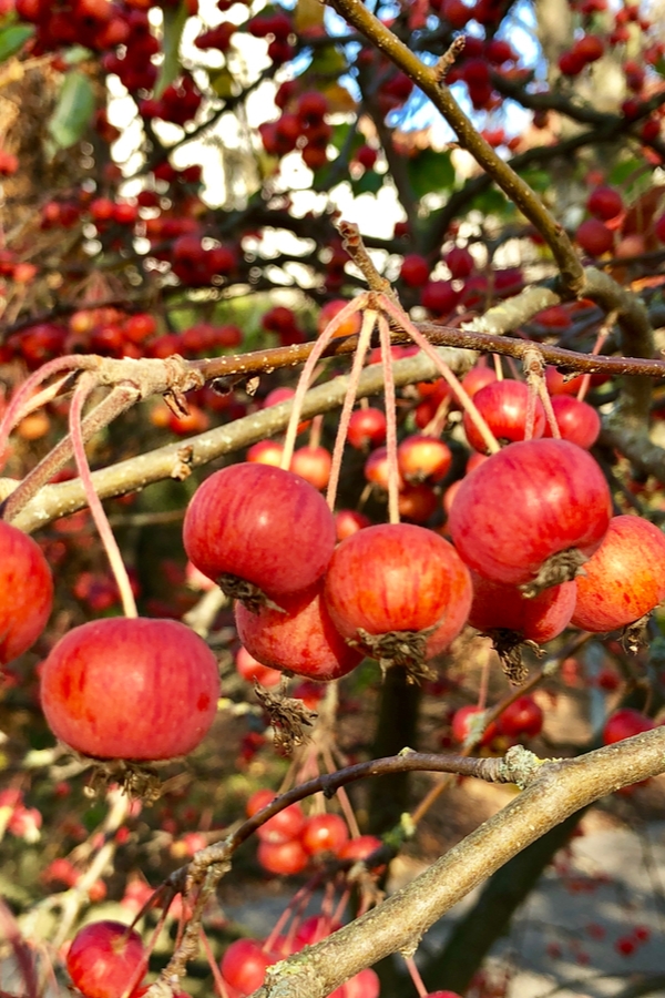 Top 10 Shrubs With Fall Berries To Add To Your Front Yard