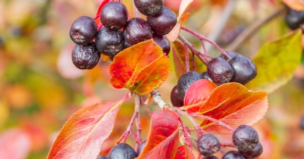 Top 10 Shrubs With Fall Berries To Add To Your Front Yard