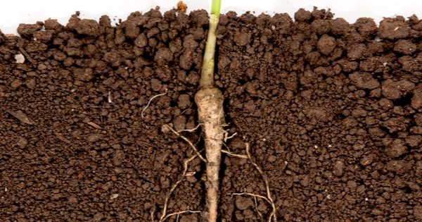 Digging Into Soil Layers {Gardeners Should Know About Each One}