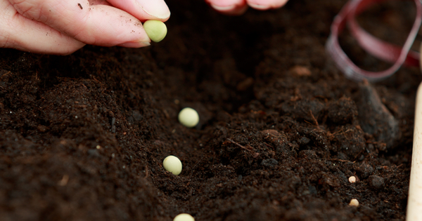 All About Organic Gardening For Beginners