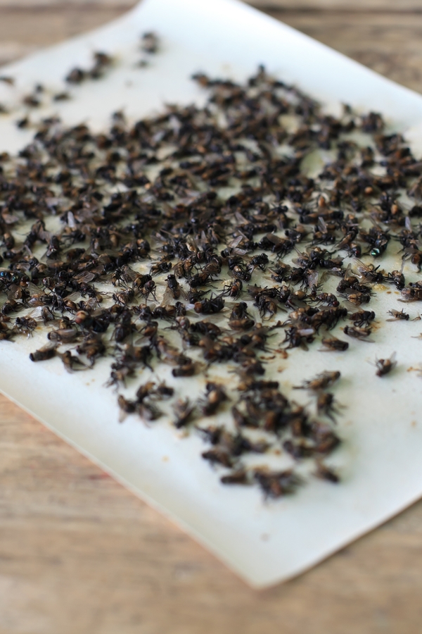 All Natural Pest Control Ideas For Your Garden ~ Bless My Weeds