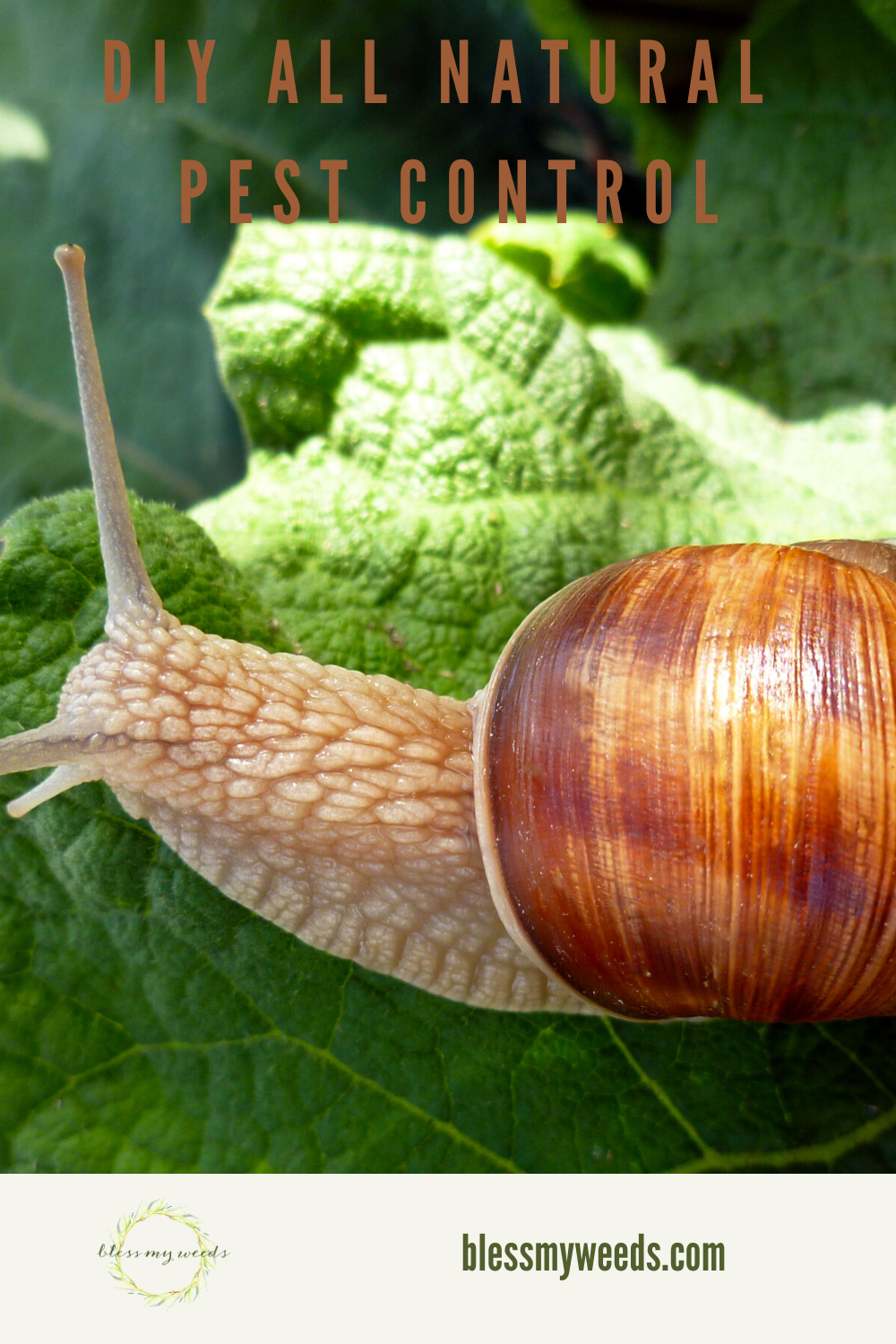 All Natural Pest Control Ideas For Your Garden ~ Bless My Weeds