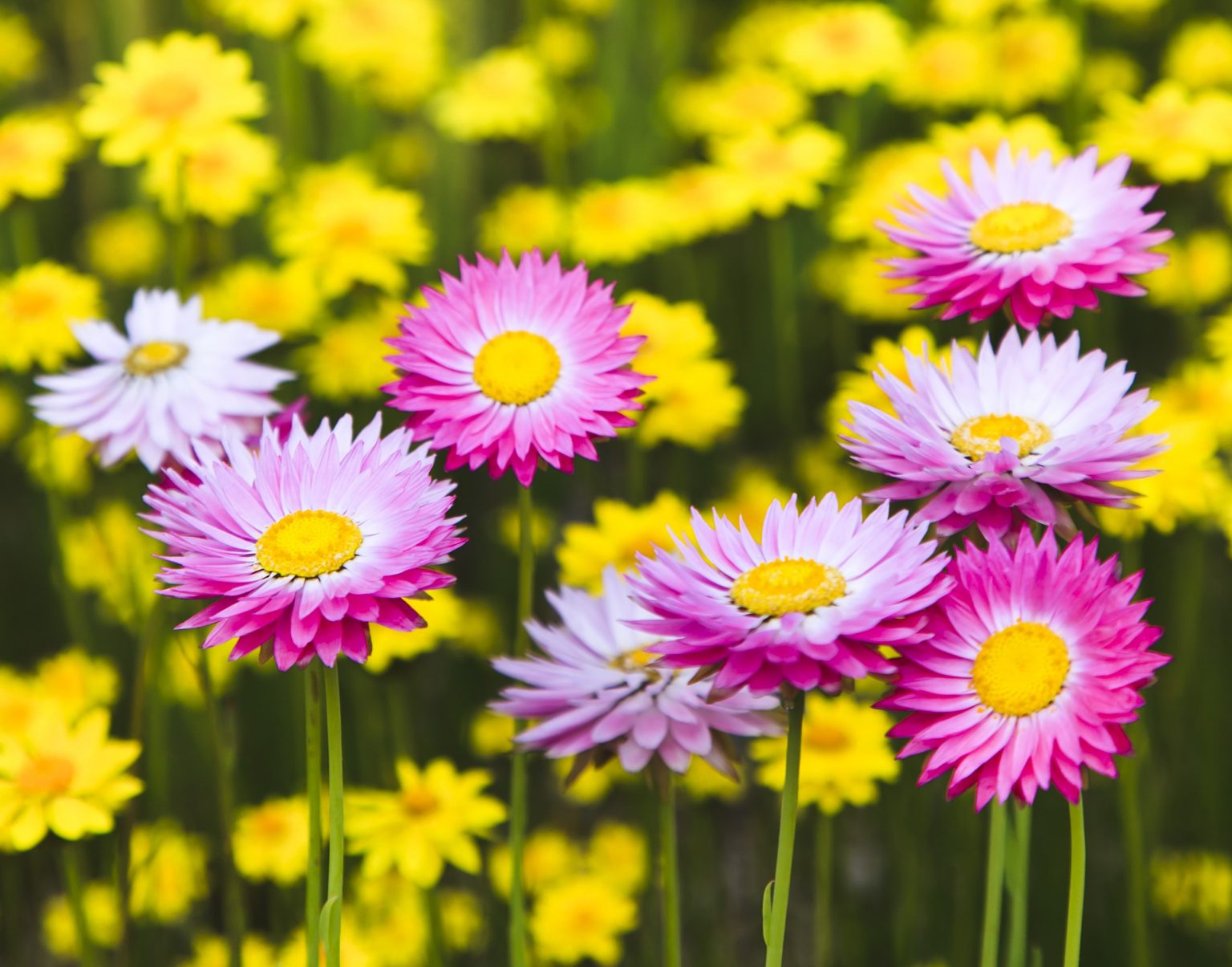 Colorful Perennials: Full Sun, Shade, Landscapes, Garden, Flowers,