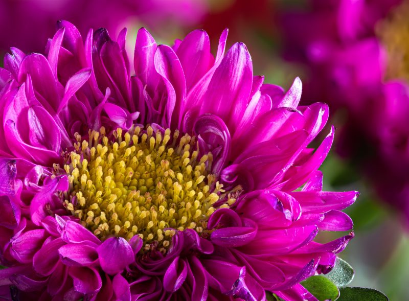 Colorful Perennials: Full Sun, Shade, Landscapes, Garden, Flowers,