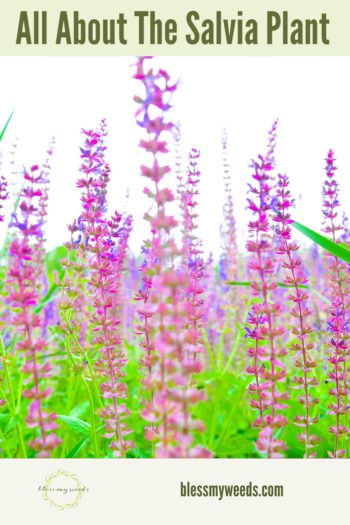 Salvia: Plant, Landscaping, Plant Care - Flowers - Blessmyweeds.com