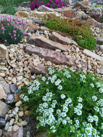 The Perfect Rock Wall Landscaping Plants ~ Bless My Weeds