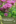 Stepable Plants: Groundcover Ideas- Blessmyweeds.com