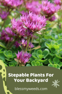 Stepable Plants: Groundcover Ideas- Blessmyweeds.com
