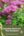 Stepable Plants: Groundcover Ideas- Blessmyweeds.com