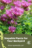 Stepable Plants: Groundcover Ideas- Blessmyweeds.com