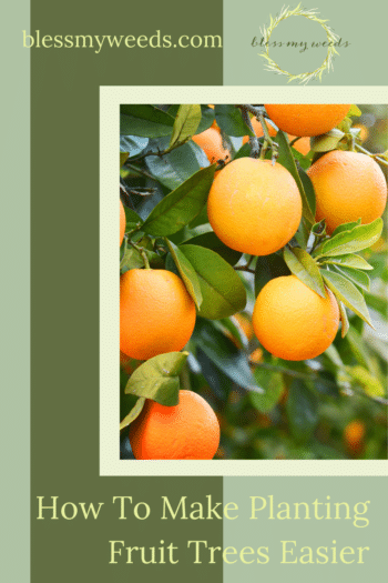 How To Plant And Care For Fruit Trees: Trees - Fruit - Blessmyweds.com