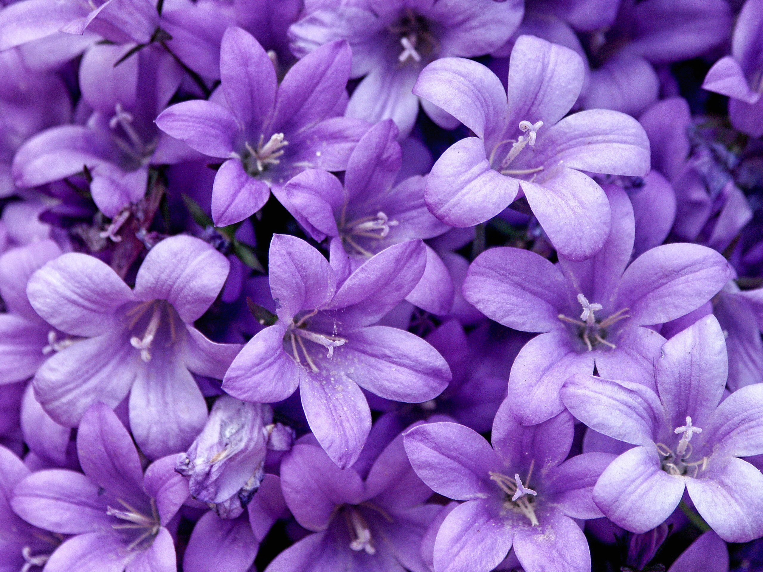 Star-Shaped Flowers for Your Garden – Shine Bright Like a Star ~ Bless ...