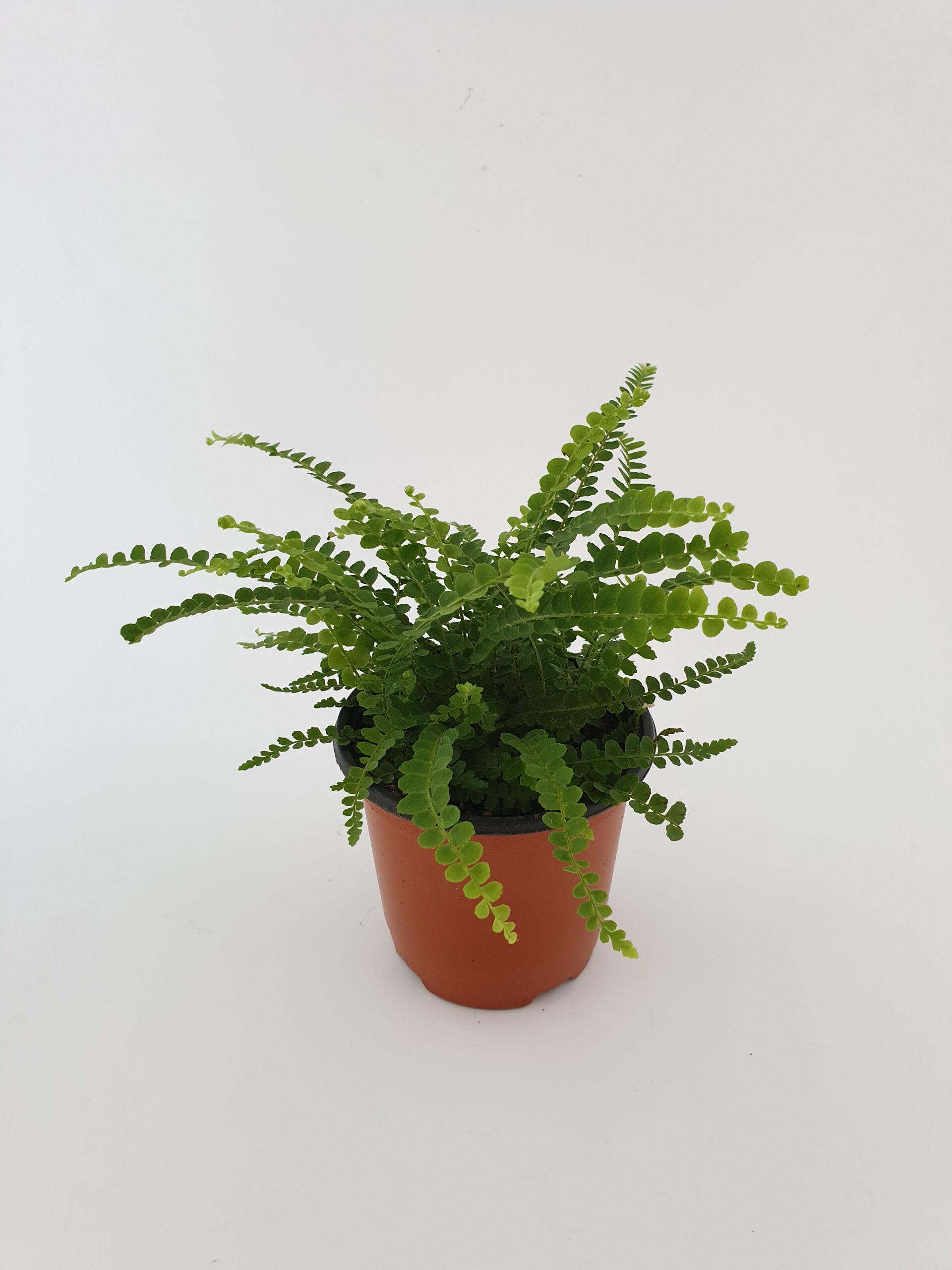 Button Fern – The Gorgeous Evergreen Fern to Level Up Your Living Space