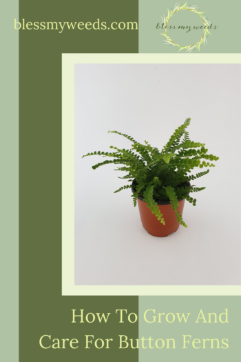 Button Fern – The Gorgeous Evergreen Fern to Level Up Your Living Space