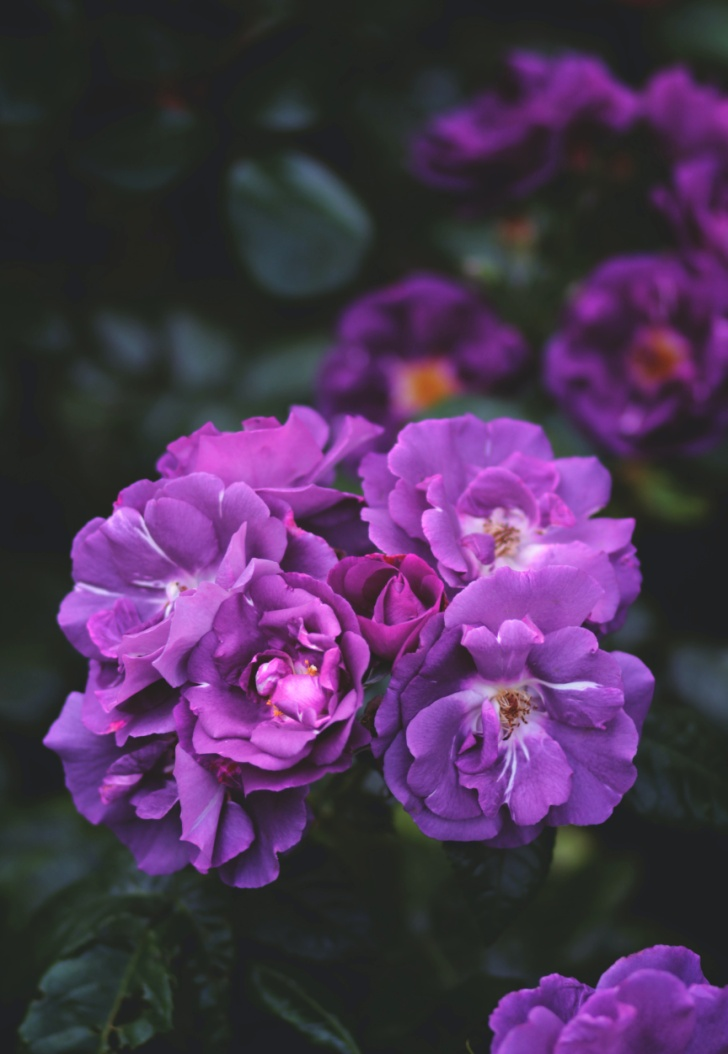 Purple Flowering Bushes – The Most Beautiful Shrubs There Are! ~ Bless ...