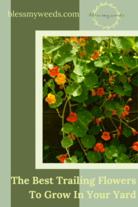 Trailing Flowers – A Bunch of 5 Trailing Flowers for Your Garden ...